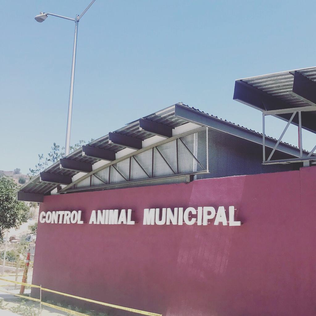 ¿Sabes como adoptar una mascota en Tijuana?