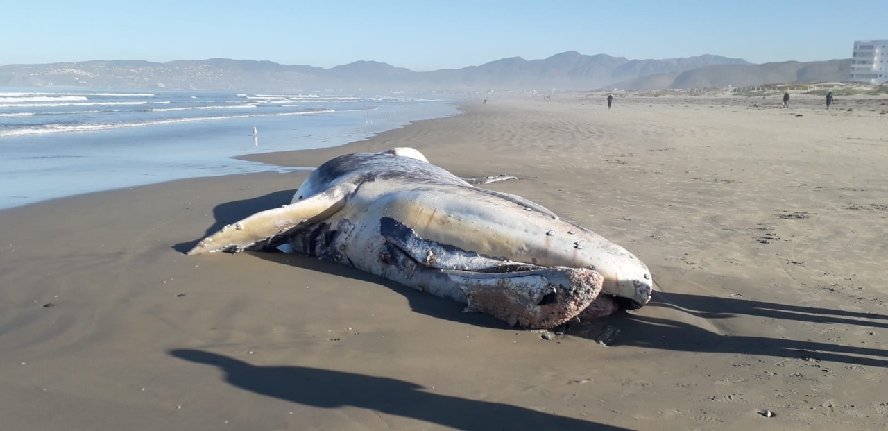 Así enterraron a ballena varada en Ensenada.