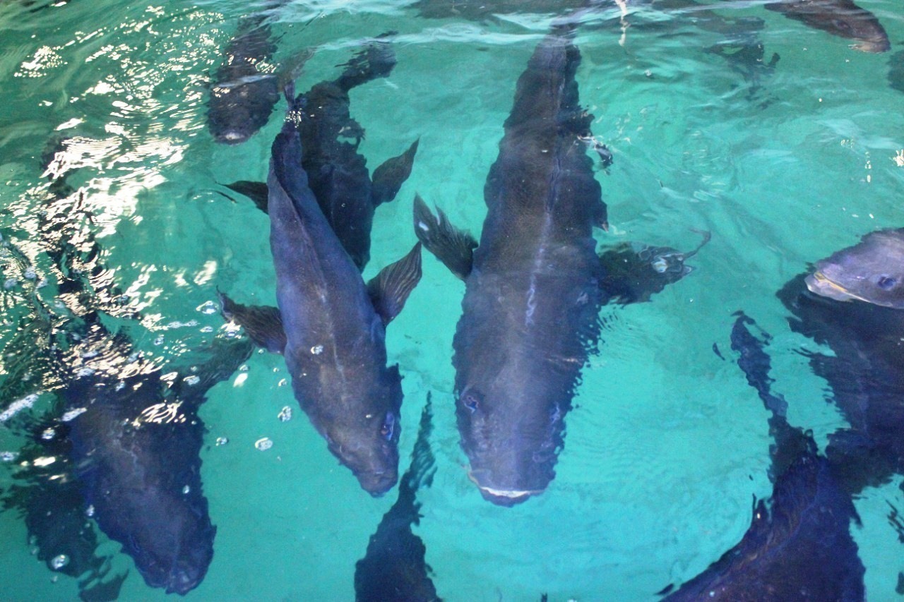 Preservación de la Totoaba y el esfuerzo de la UABC.