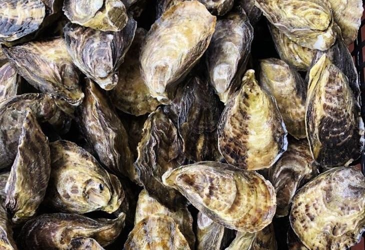 Invertirán 8 millones en producción de Larva y Semilla de Ostión.