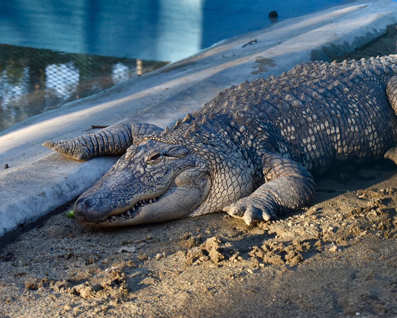 En Semana Santa puedes visitar a los animales del Zoológico de Tijuana.